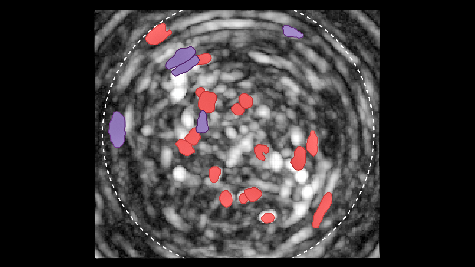 Charles S. Zuker, PhD | Columbia | Zuckerman Institute