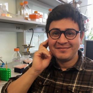 Microscopic “Velcro” Sticks Brain Cells to Muscle | Columbia ...