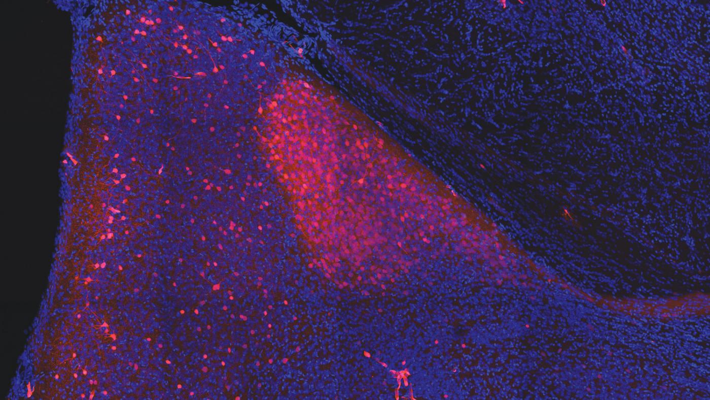 Sex Pheromone Named For Jane Austen Character Alters Brain In Mouse Courtship Columbia