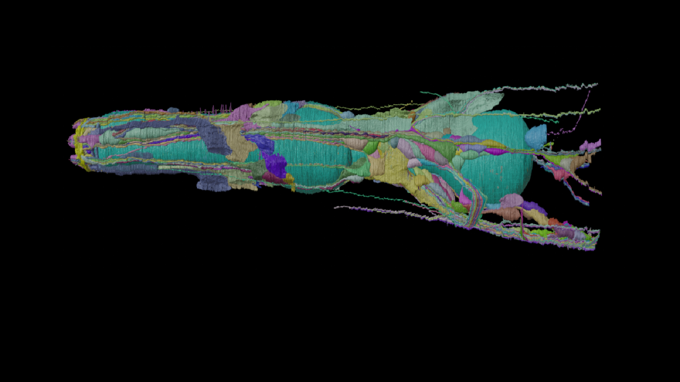 A Tale of Two Worms | Columbia | Zuckerman Institute