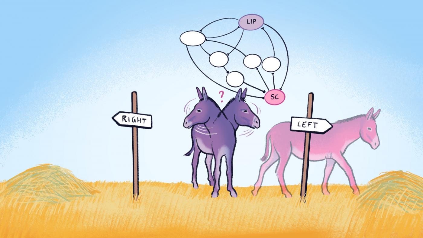 Have Researchers Glimpsed the Moment the Brain Commits to a Decision ...